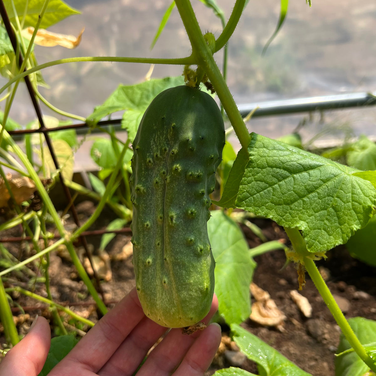 Boston Pickling Cucumber – Revival Seeds