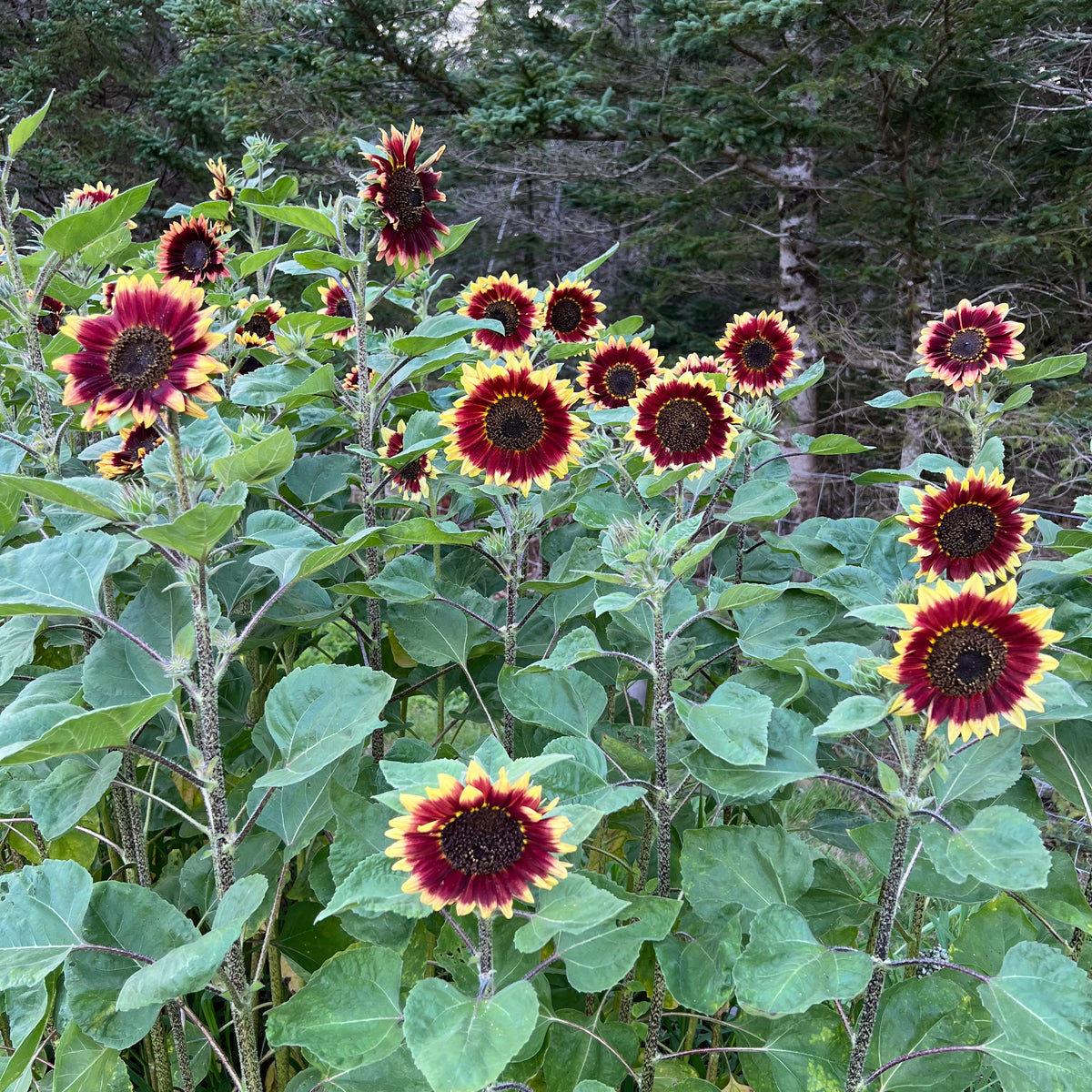 Florenza Sunflower – Revival Seeds