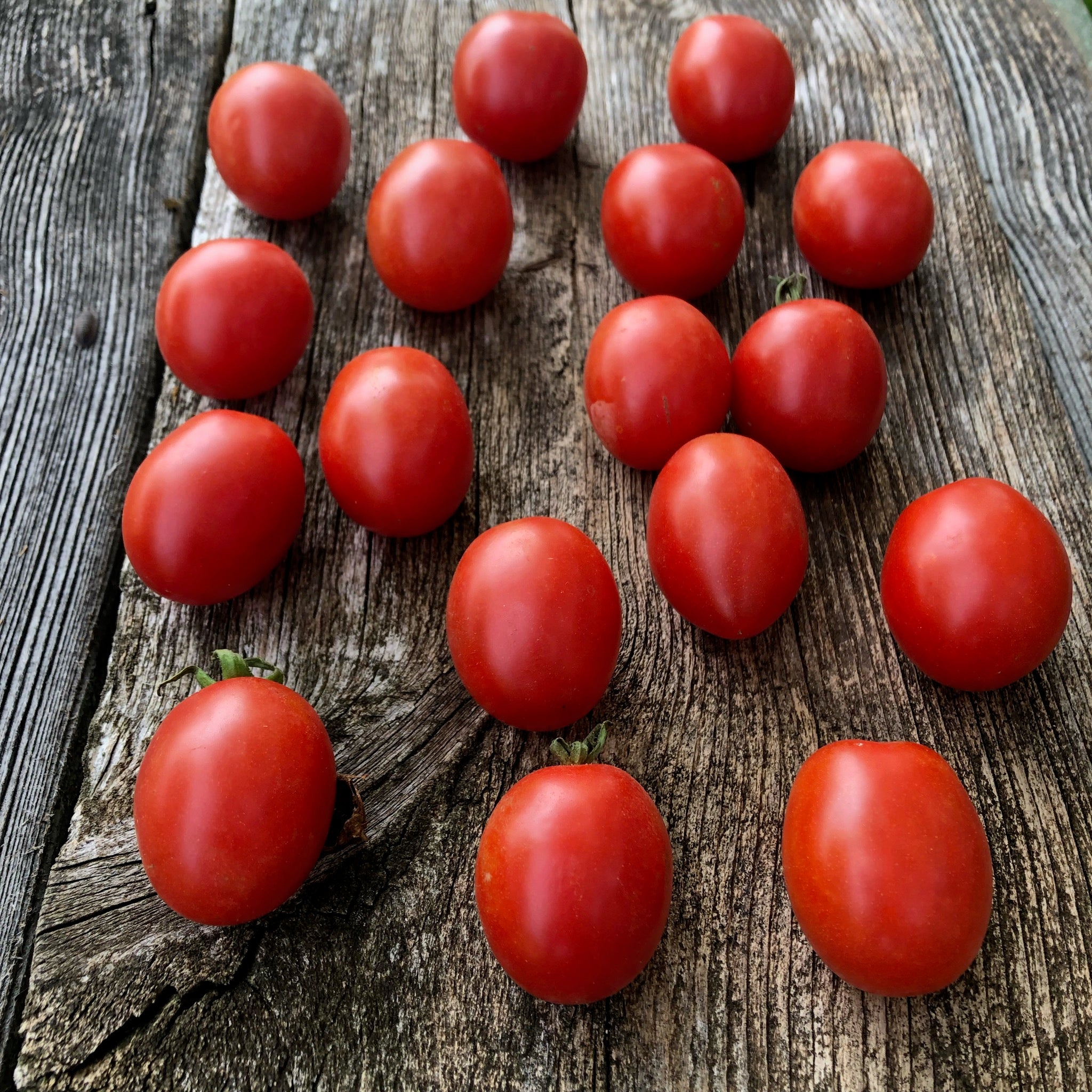 Principe Borghese Tomato – Revival Seeds