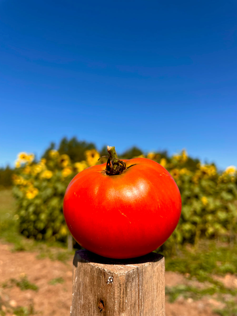 Wisconsin Tomato – Revival Seeds