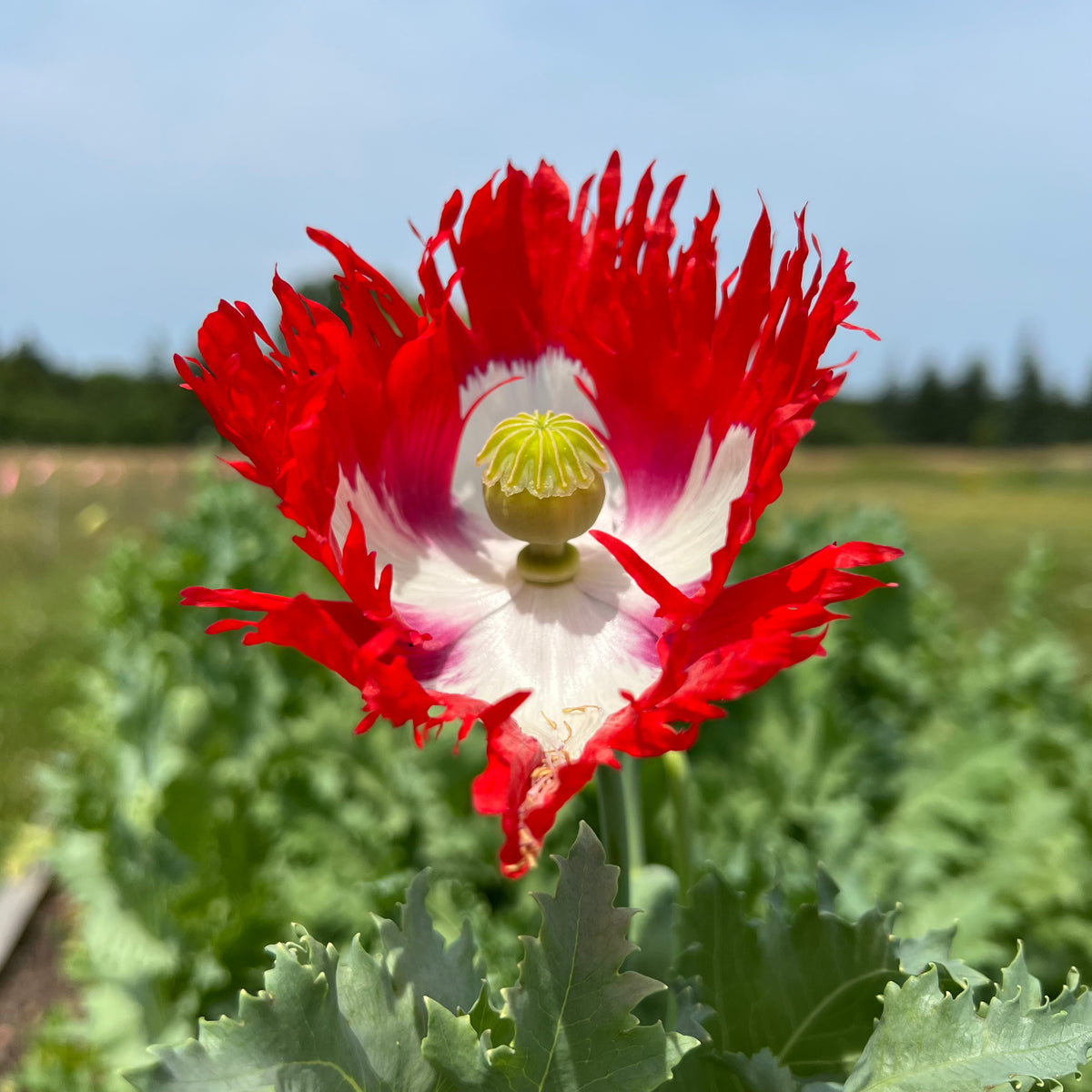 Danish Flag Poppy – Revival Seeds