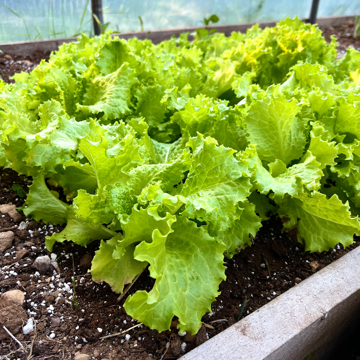 Slobolt Loose Leaf Lettuce – Revival Seeds