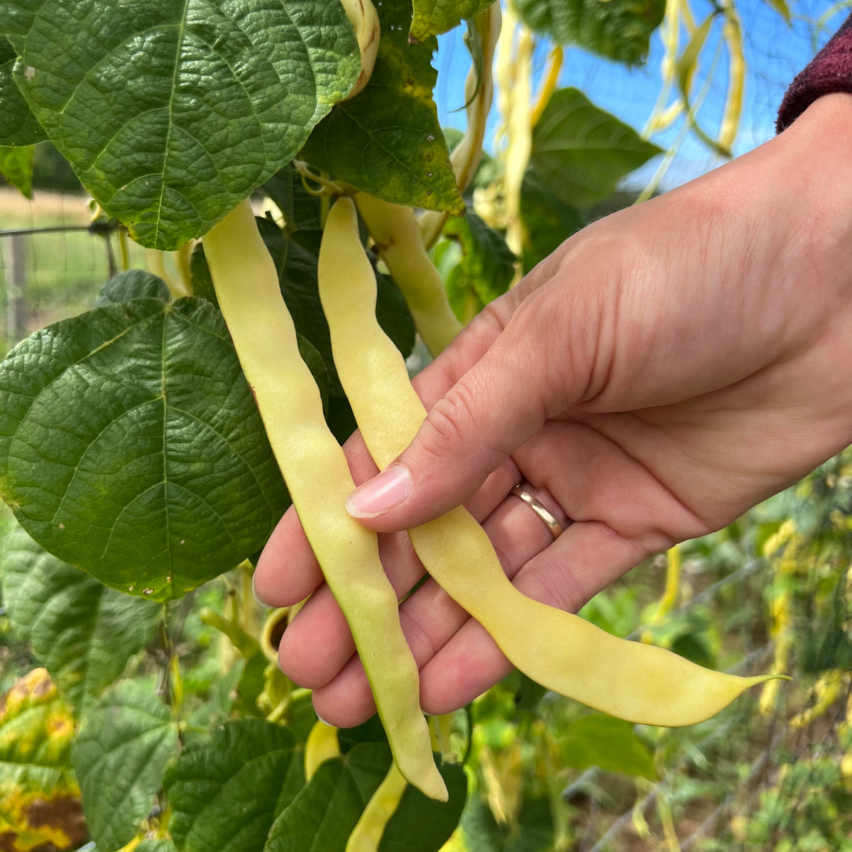 Marvel of Venice Climbing Bean – Revival Seeds