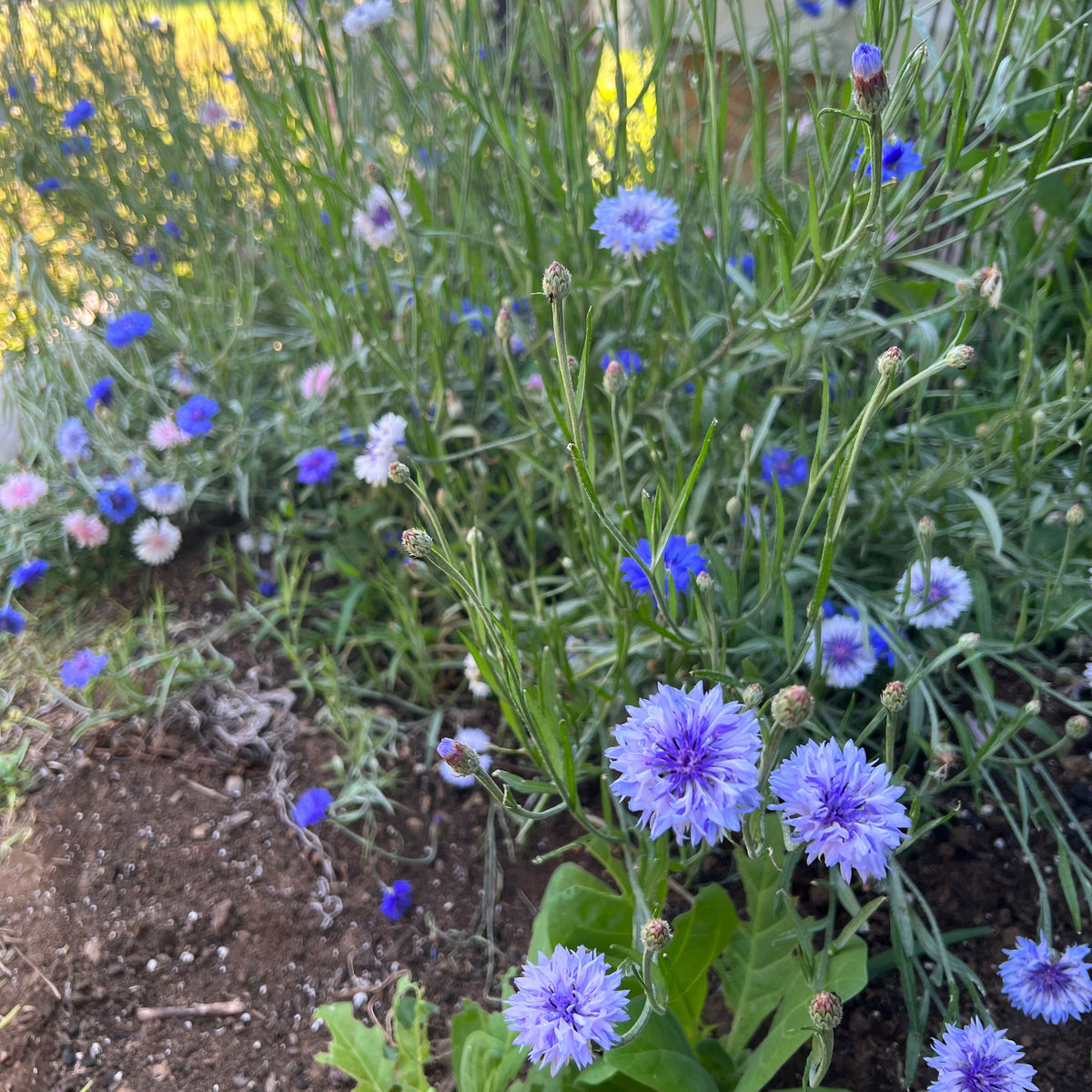 Elsie's Bachelor Button Mix – Revival Seeds