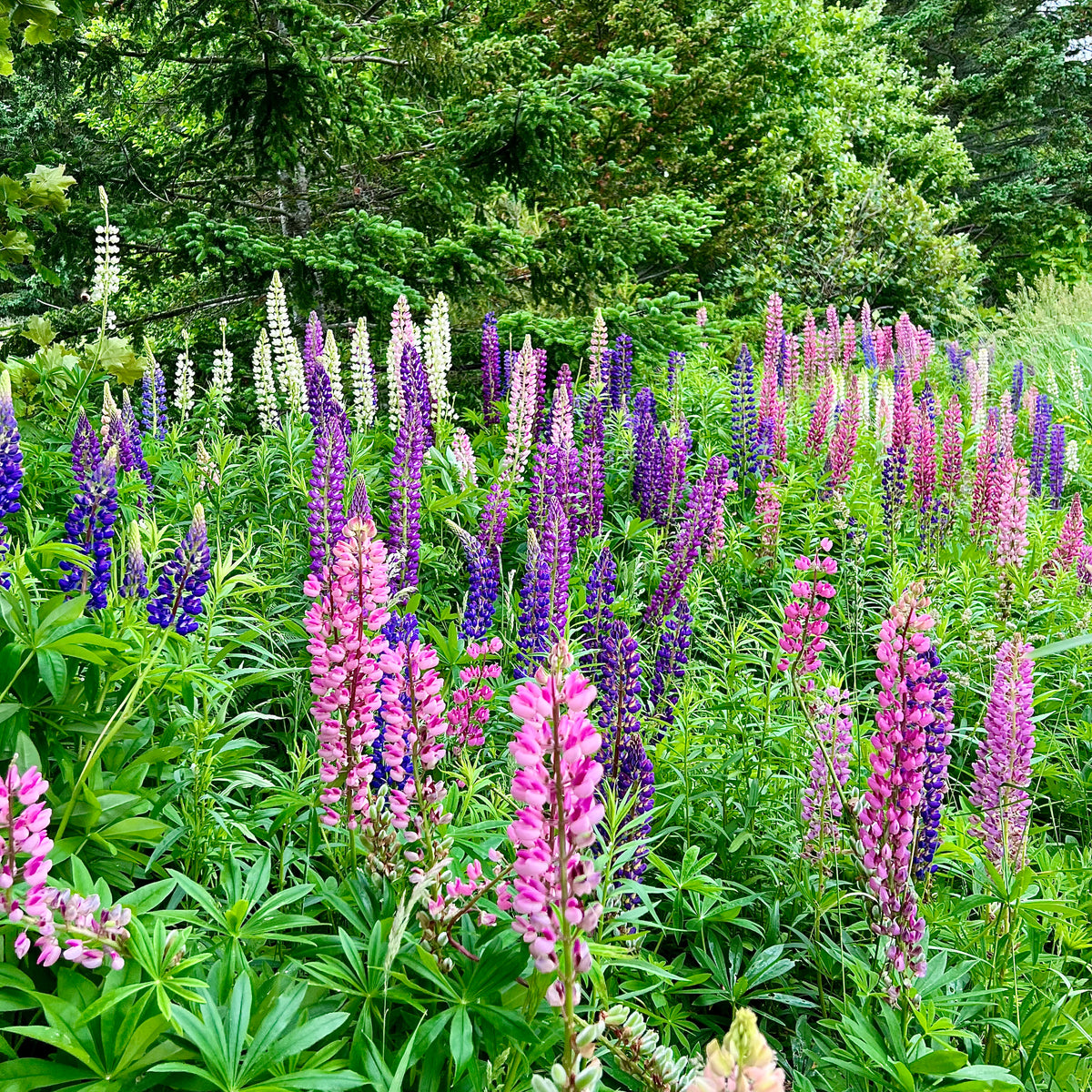Nova Scotia Lupin Mix – Revival Seeds