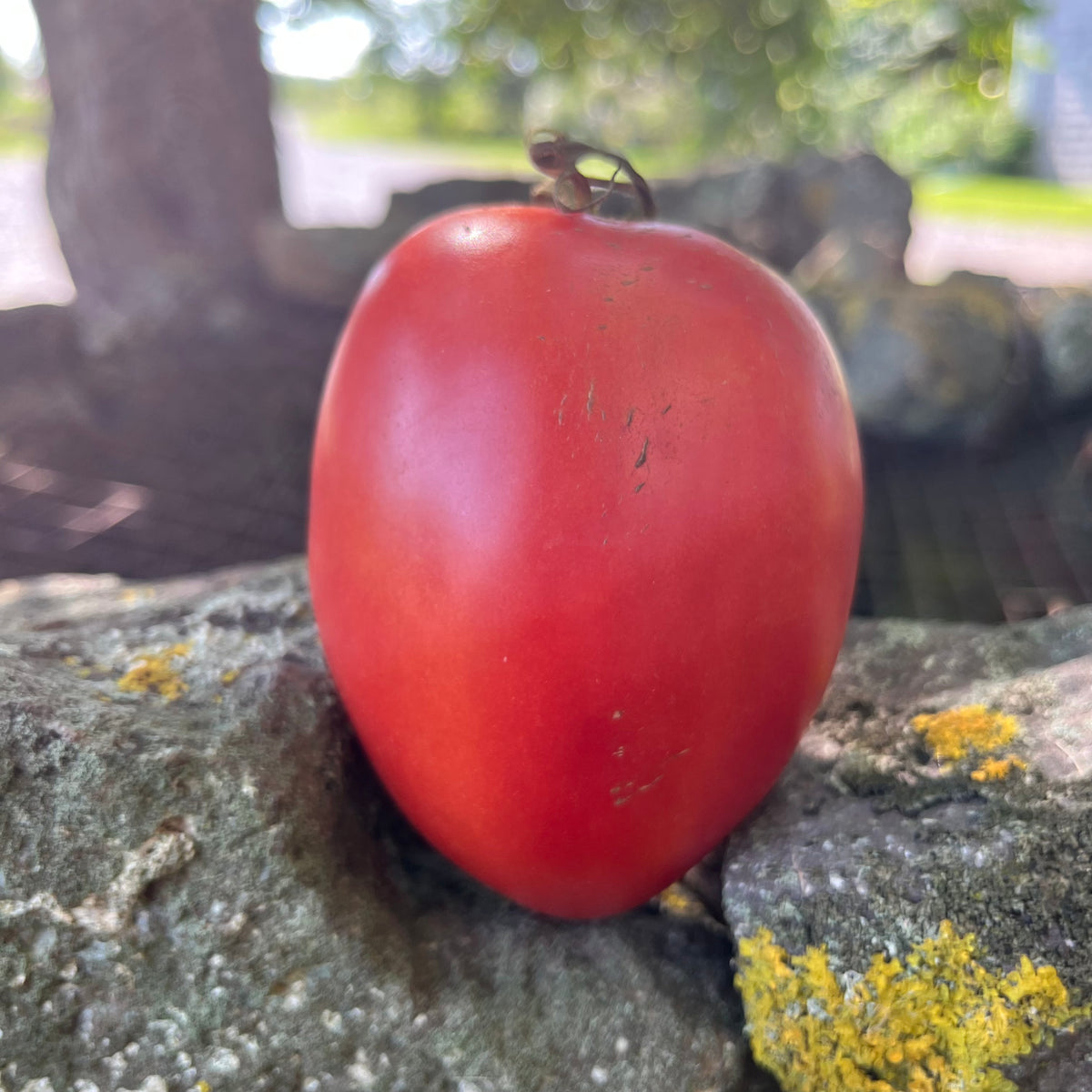 Amish Paste Tomato – Revival Seeds