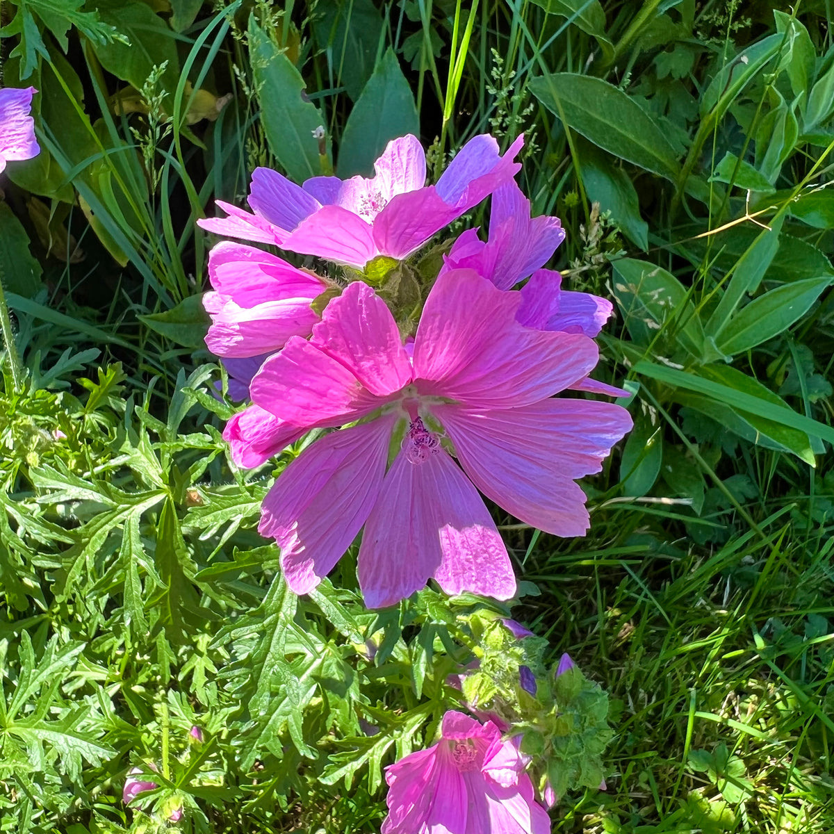 Pink Musk-Mallow – Revival Seeds