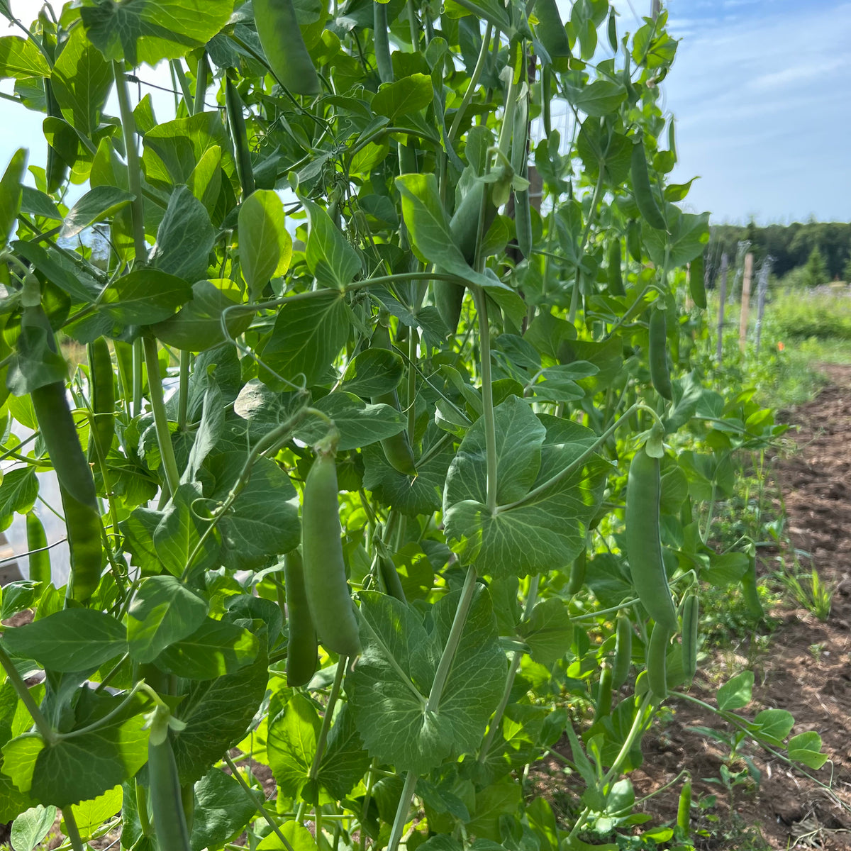 Champion of England Pea – Revival Seeds