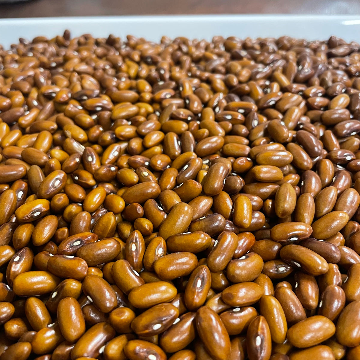 Burpee's Stringless Green Pod Bush Bean – Revival Seeds