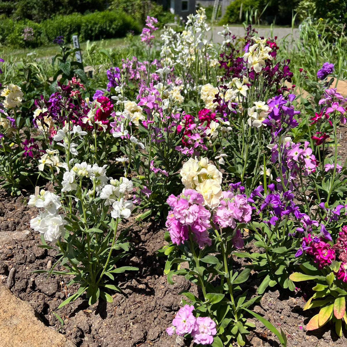 Vintage Mix Stock – Revival Seeds