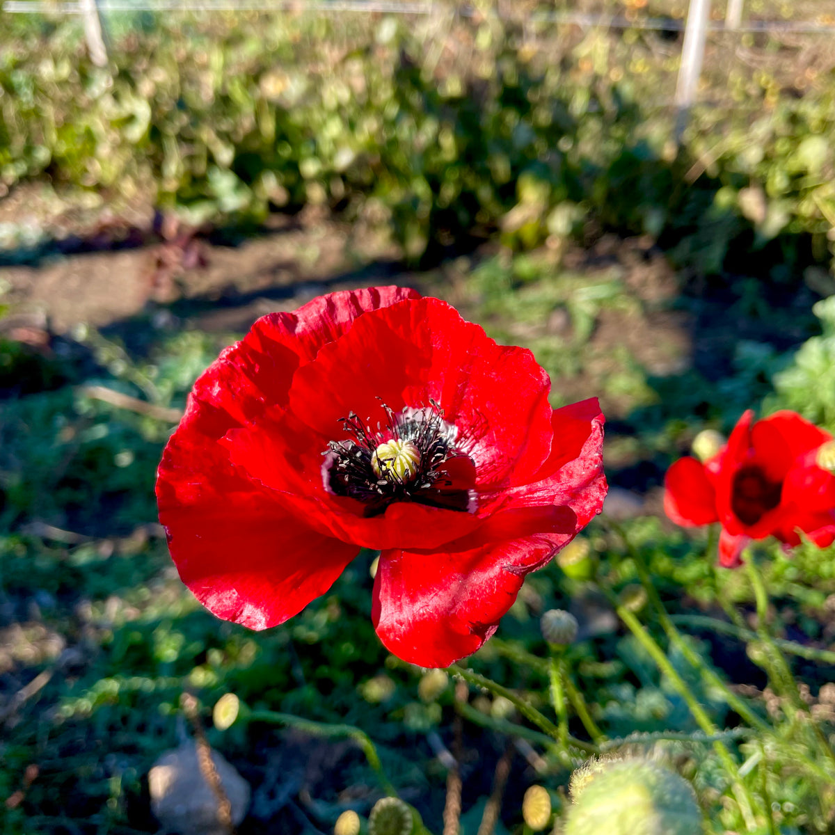 Flanders Red Poppy – Revival Seeds