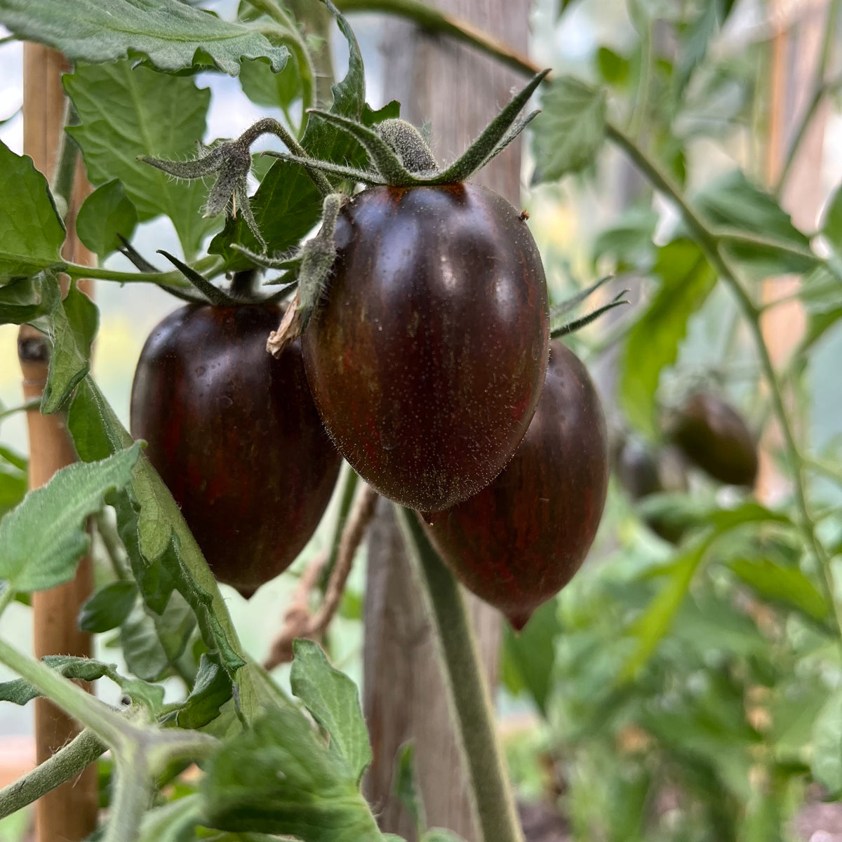 Atomic Grape 'Golden Boy' Tomato – Revival Seeds