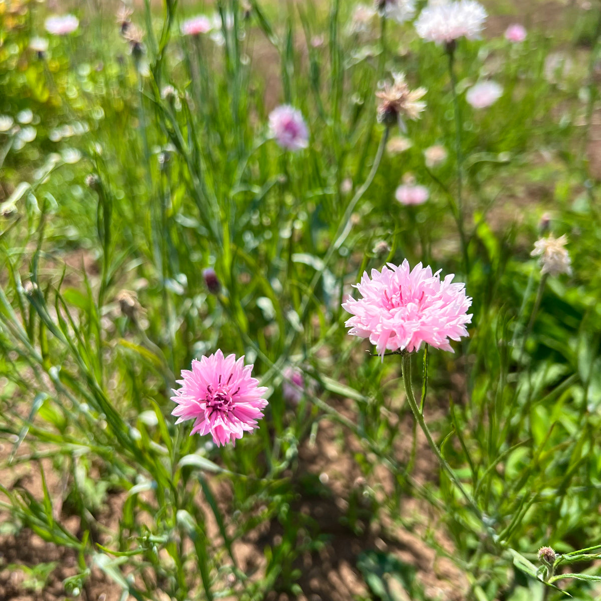 Pinky Bachelor's Button – Revival Seeds