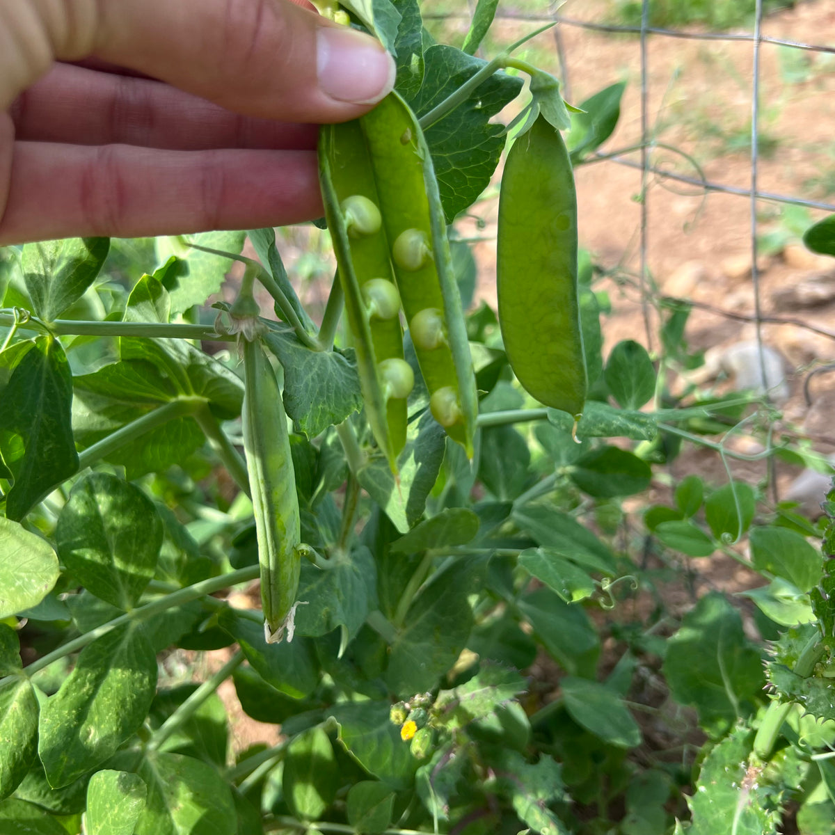 Prussian Blue Pea – Revival Seeds