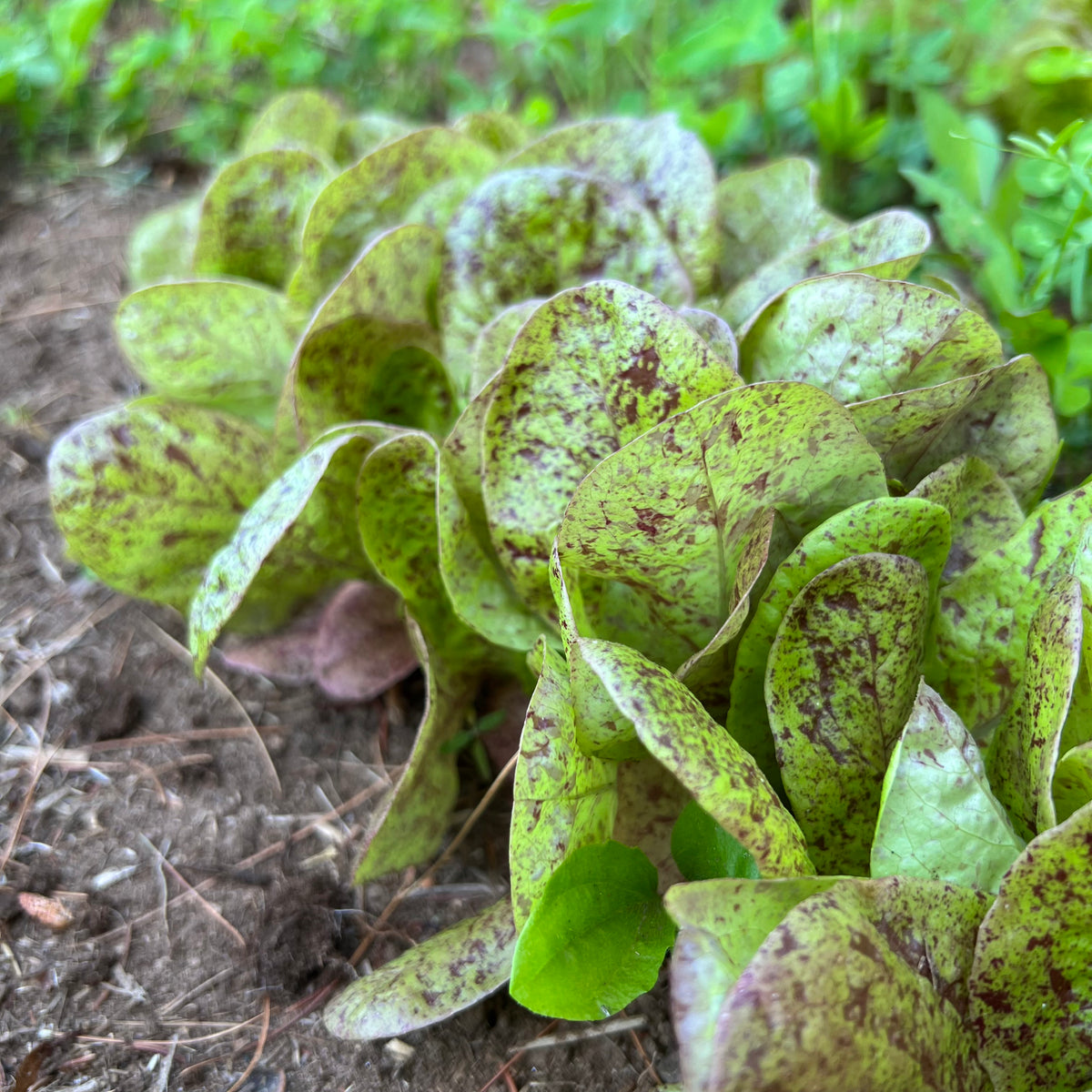 Speckled Amish Lettuce (Winkler strain) – Revival Seeds