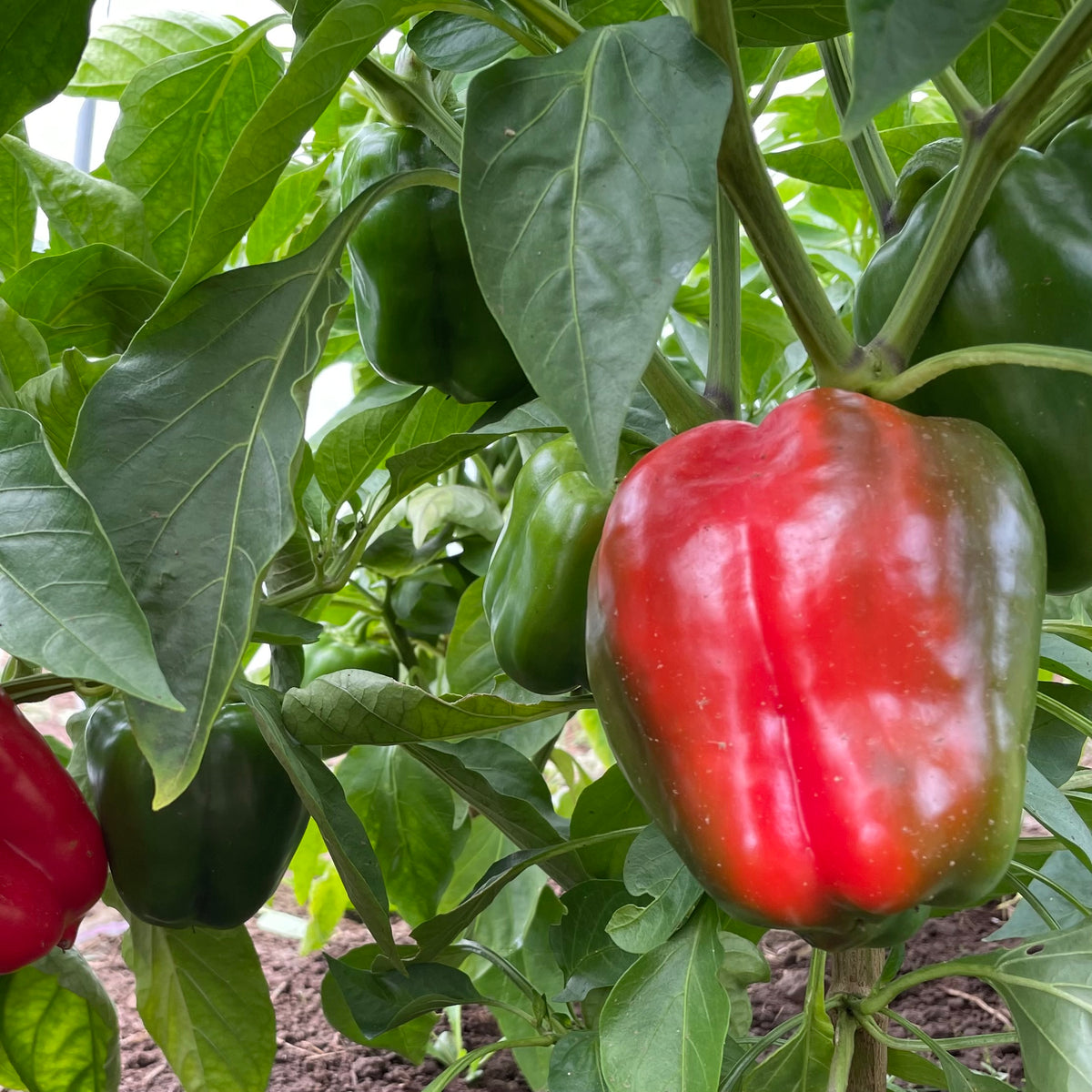 King of the North Pepper – Revival Seeds