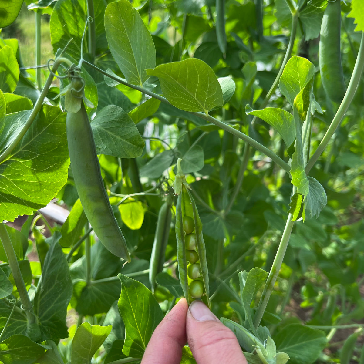 Champion of England Pea – Revival Seeds