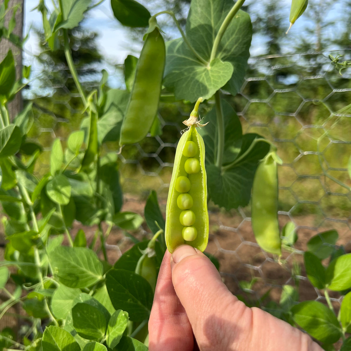 Mammoth Melting Sugar Snow Pea – Revival Seeds