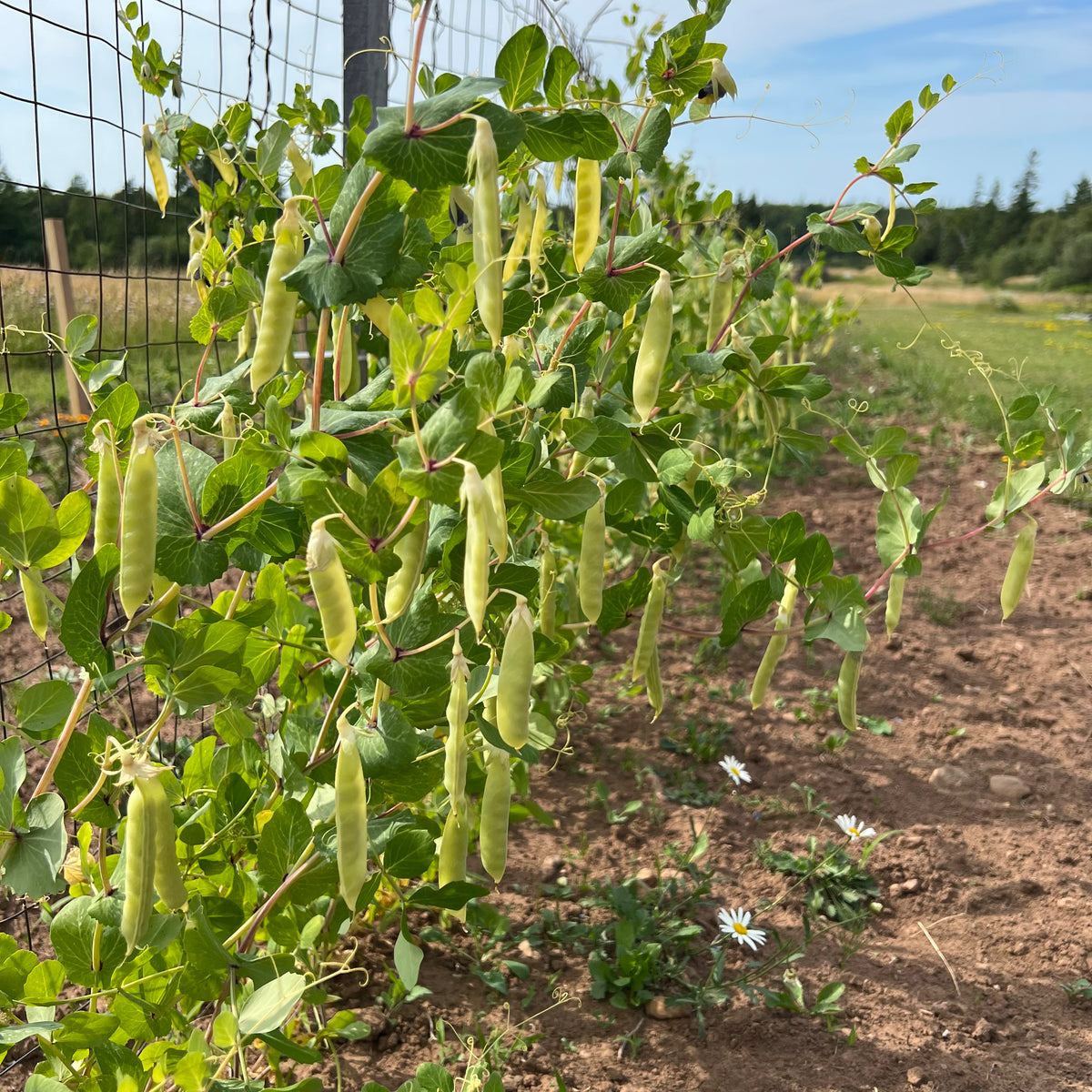 Golden Sweet Snow Pea – Revival Seeds