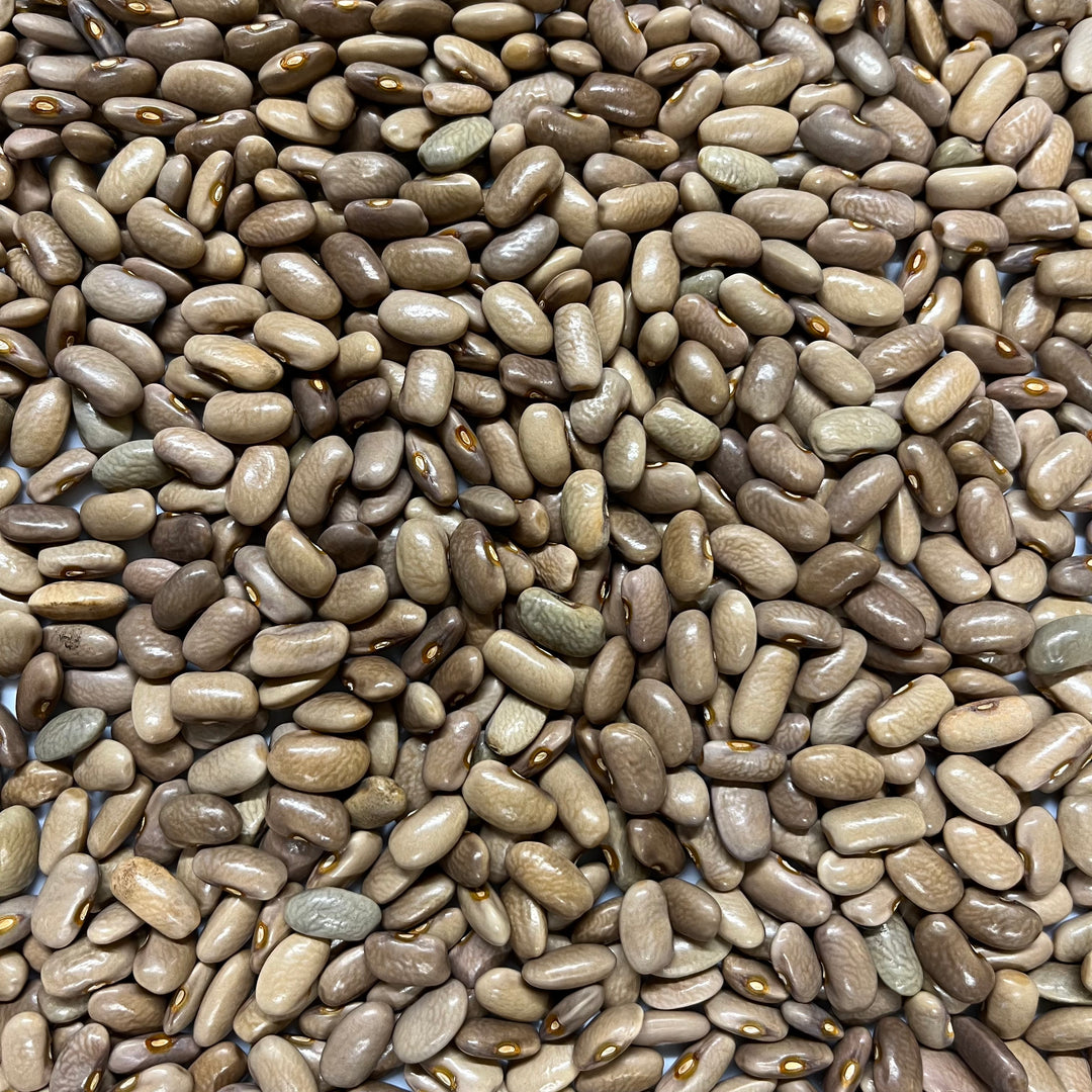 Kentucky Wonder Pole Bean – Revival Seeds