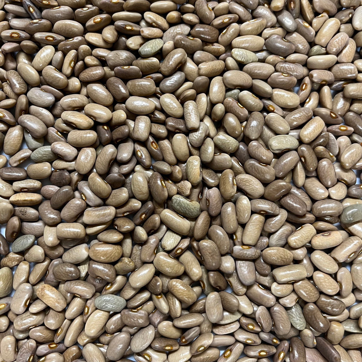 Old Homestead (Kentucky Wonder) Pole Bean – Revival Seeds