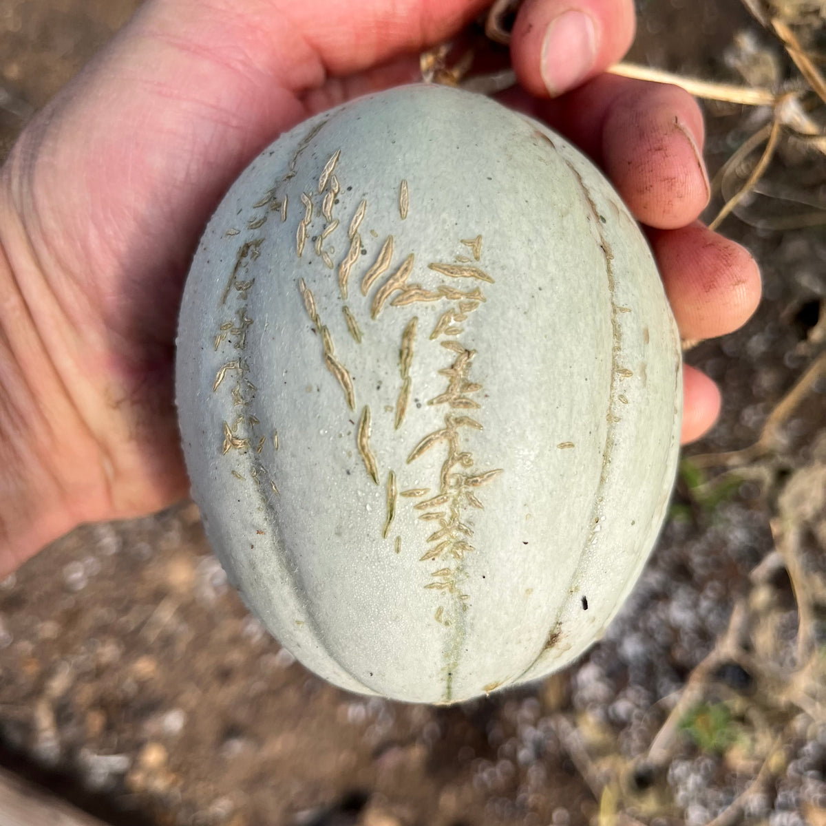 Pride of Wisconsin Melon – Revival Seeds